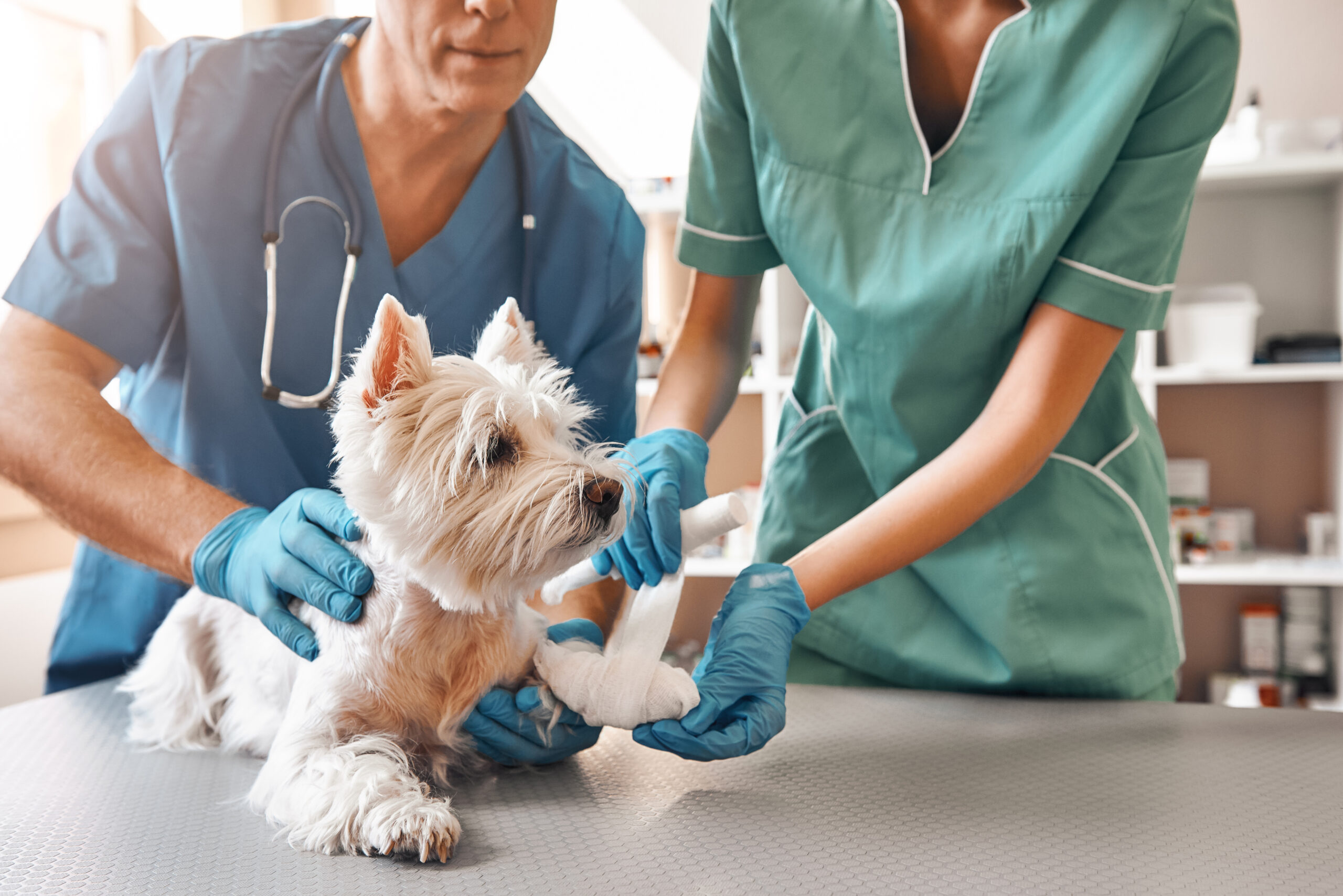 Animal Bandages & Dressings | National Veterinary Services