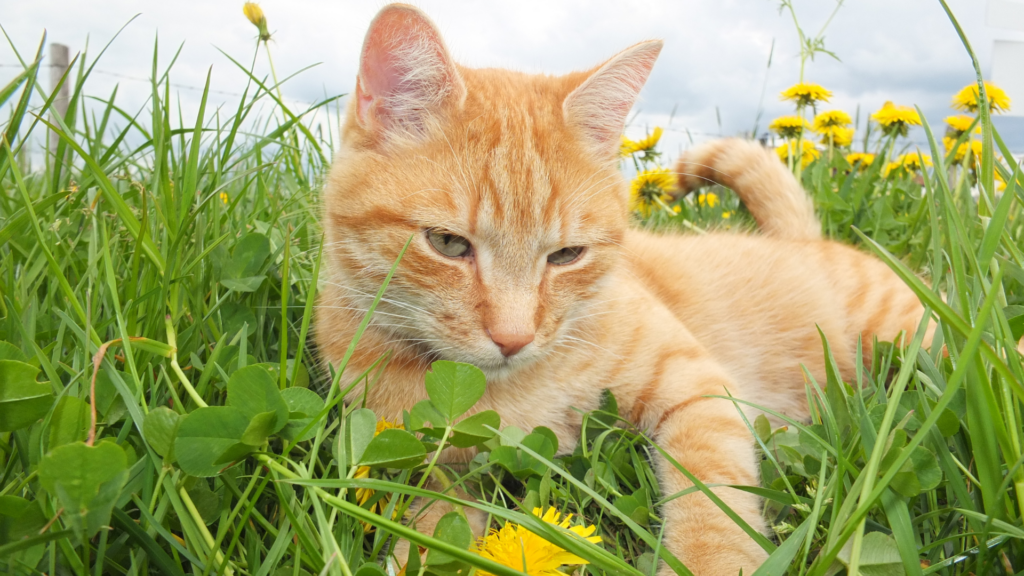 Stress In Cats - Environment - National Veterinary Services