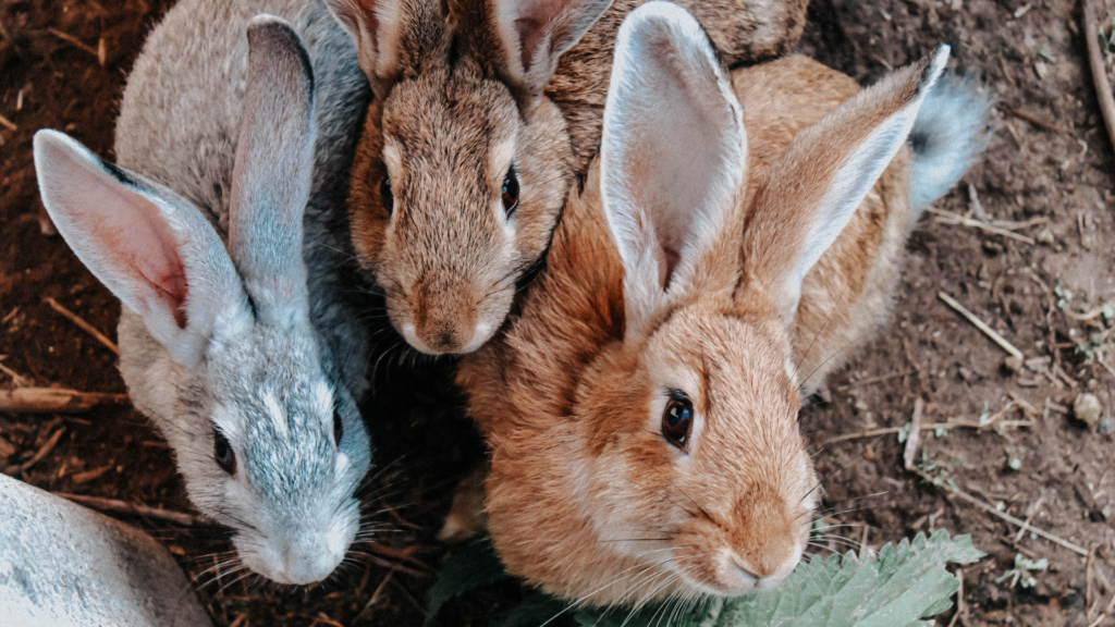 Rabbit Awareness Week: Protect And Prevent Through Neutering And ...