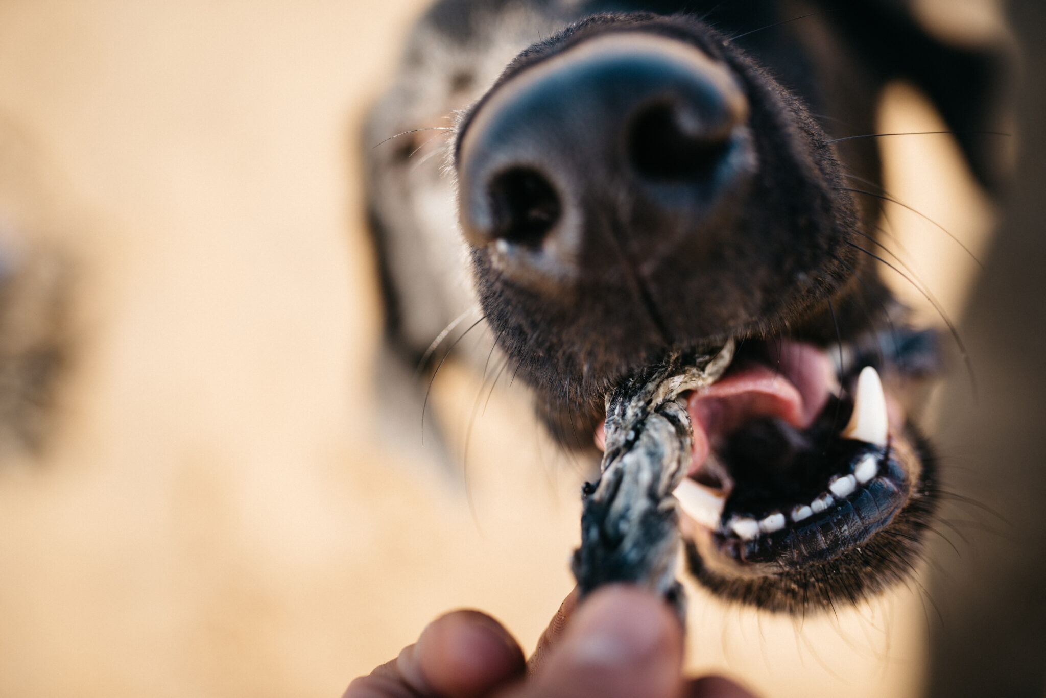 The power of feeding fish - National Veterinary Services