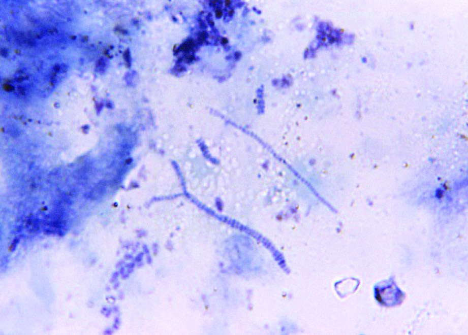 Equine Mud Fever - National Veterinary Services