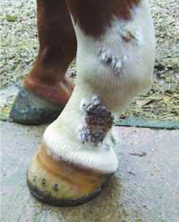 Equine Mud Fever - National Veterinary Services