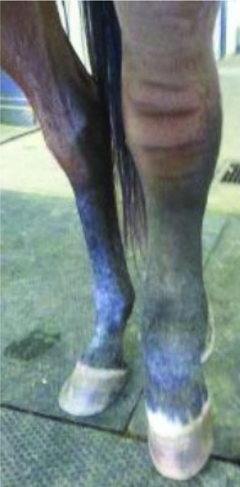 Equine Mud Fever - National Veterinary Services