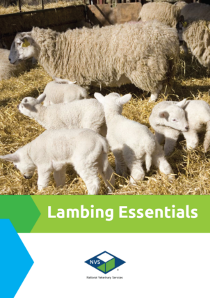 Lambing Essentials | National Veterinary Services