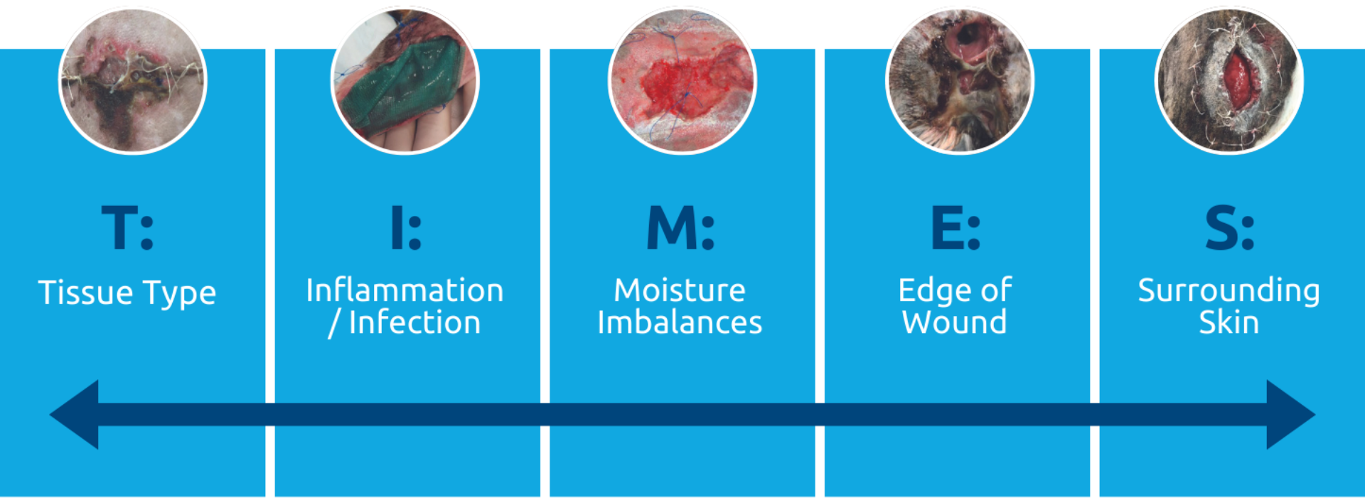 TIME to take wound care back to basics - National Veterinary Services