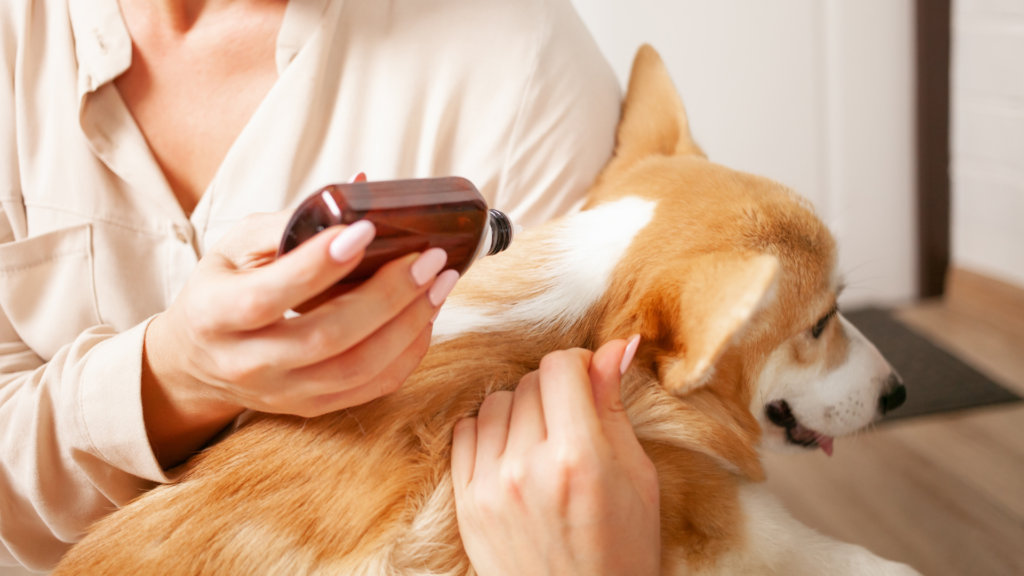 The rise and rise of dermocosmetics in dogs: do they need skin care ...