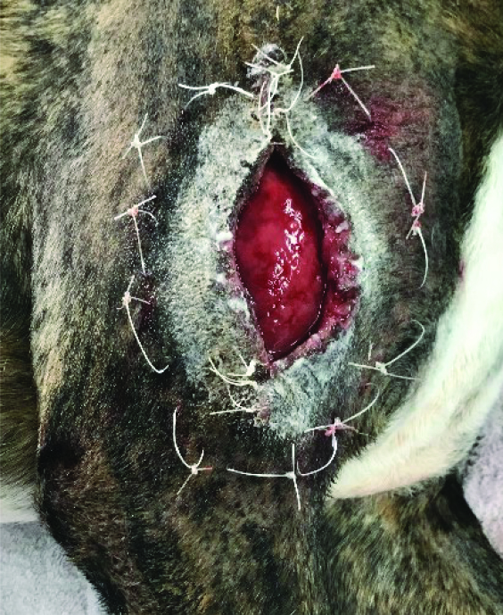 TIME to take wound care back to basics - National Veterinary Services