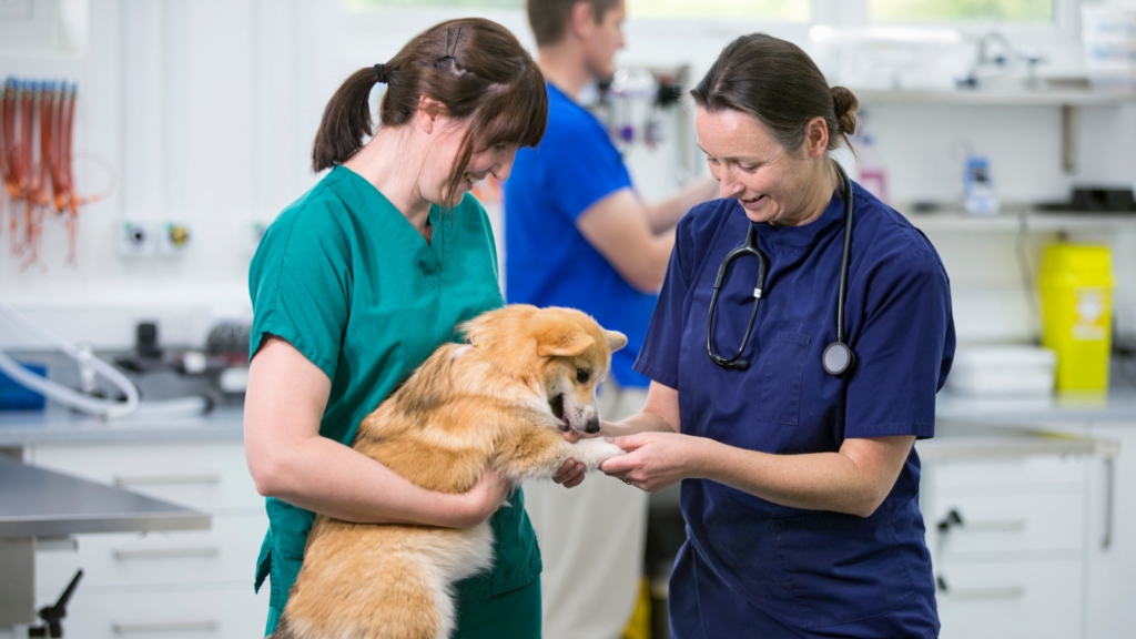 Leading your new veterinary practice: Inspire, guide and nurture ...