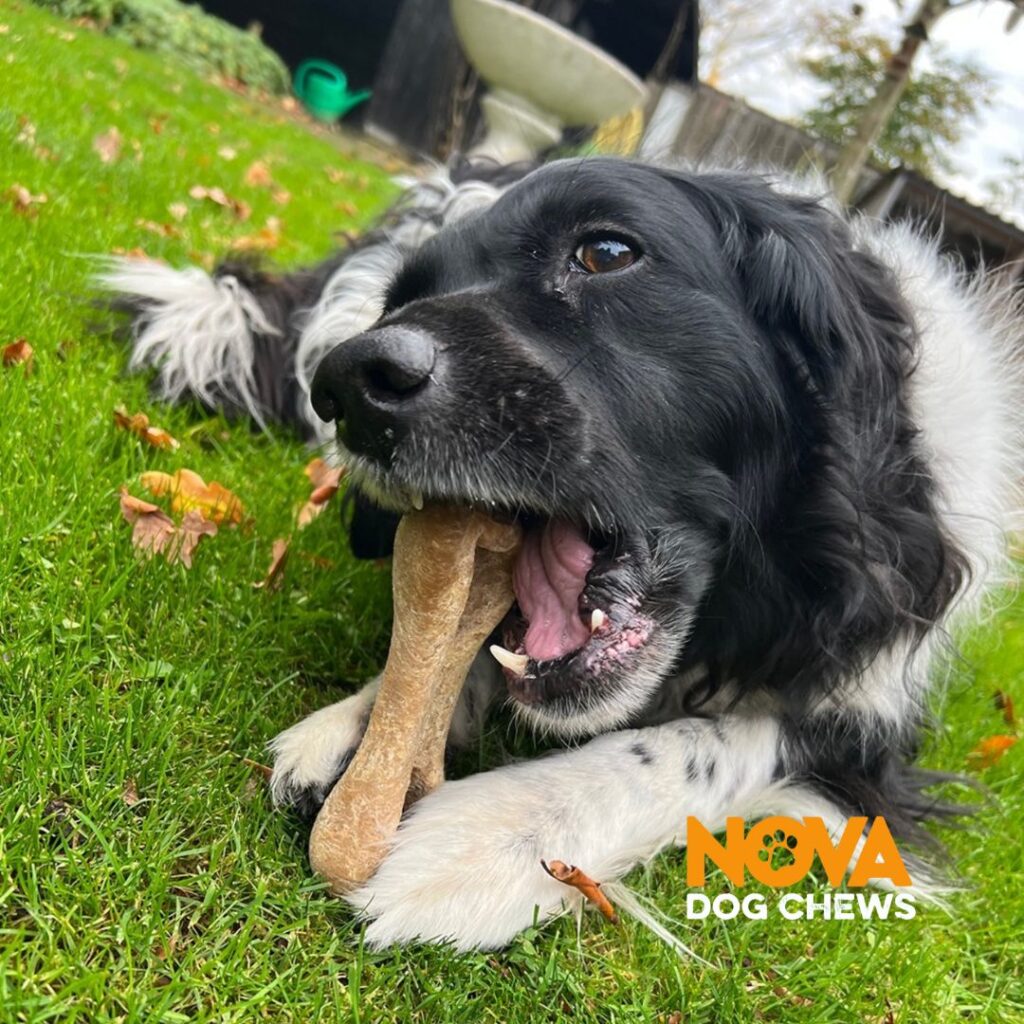 The role of dental chews in oral health - National Veterinary Services