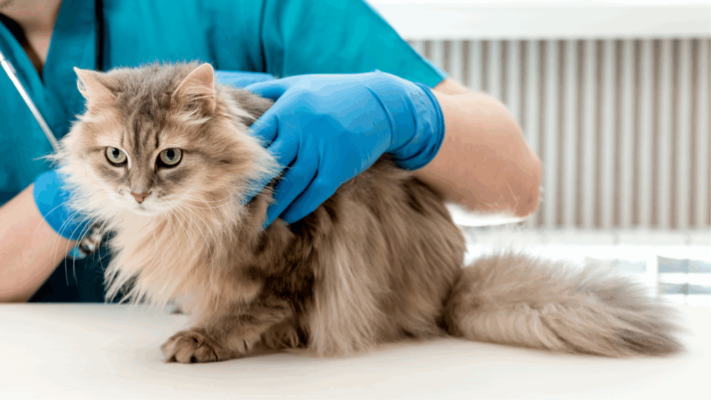 Understanding the gut microbiome, immunity and digestion in dogs and ...